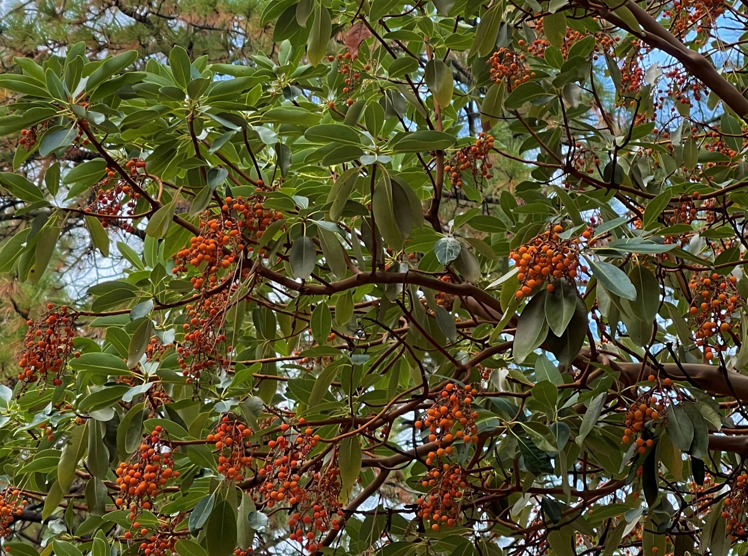 Madrones & Manzanitas – a few i’ve met recently. – East Bay Wilds